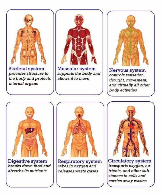 Body | Yoga Mind Body